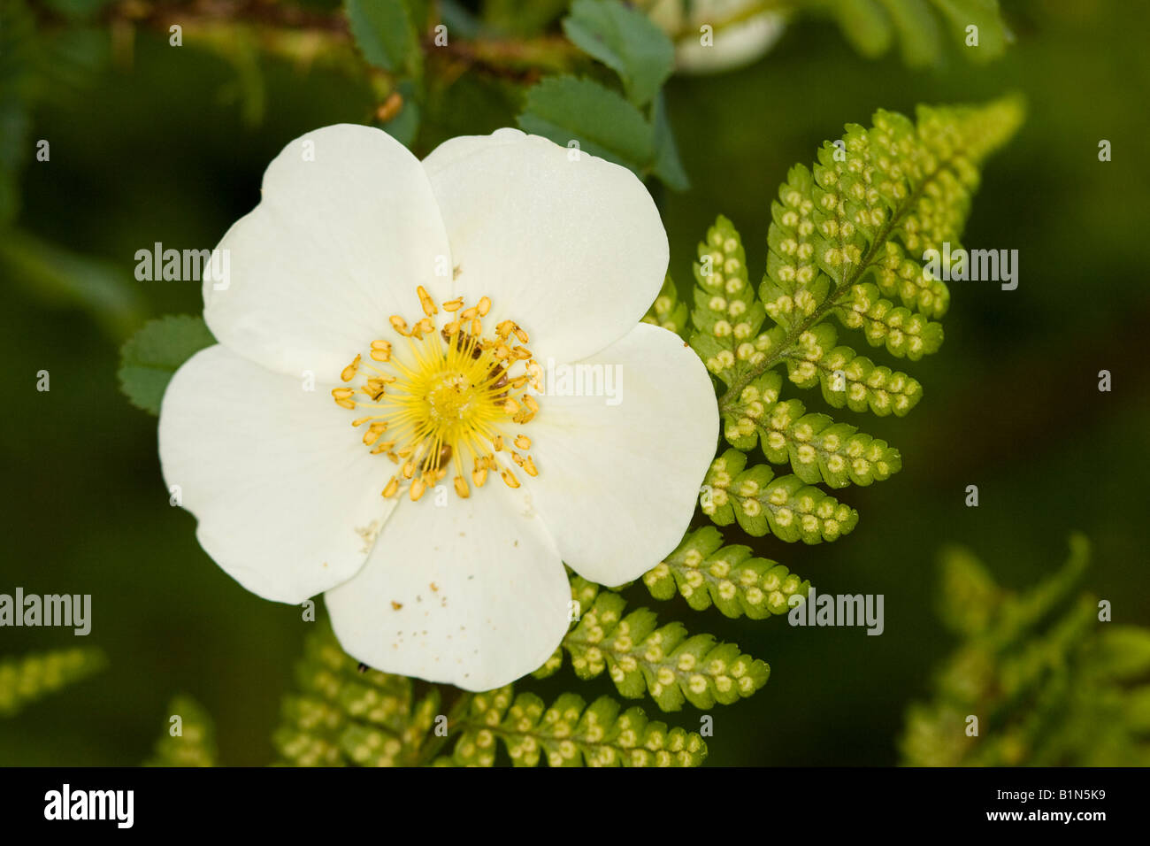 Burnet rose rosa pimpinellifolia underside hi-res stock photography and ...