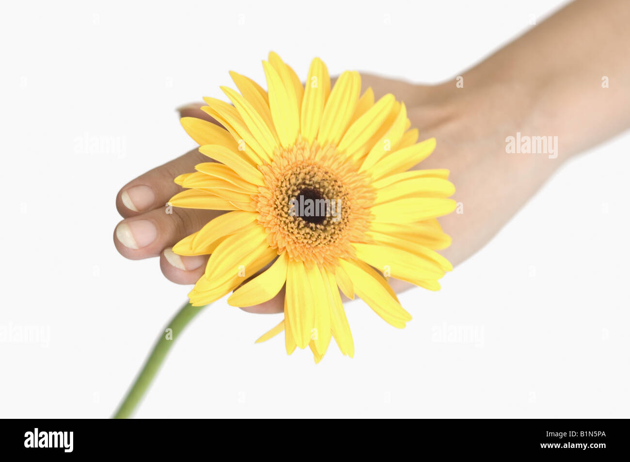 Human hand flower single flower hi-res stock photography and images - Alamy