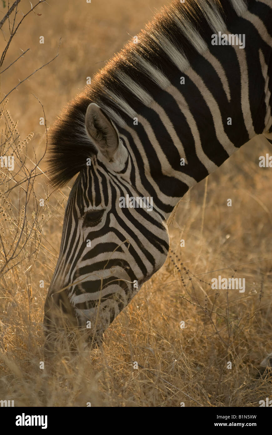 Grassing zebras hi-res stock photography and images - Alamy