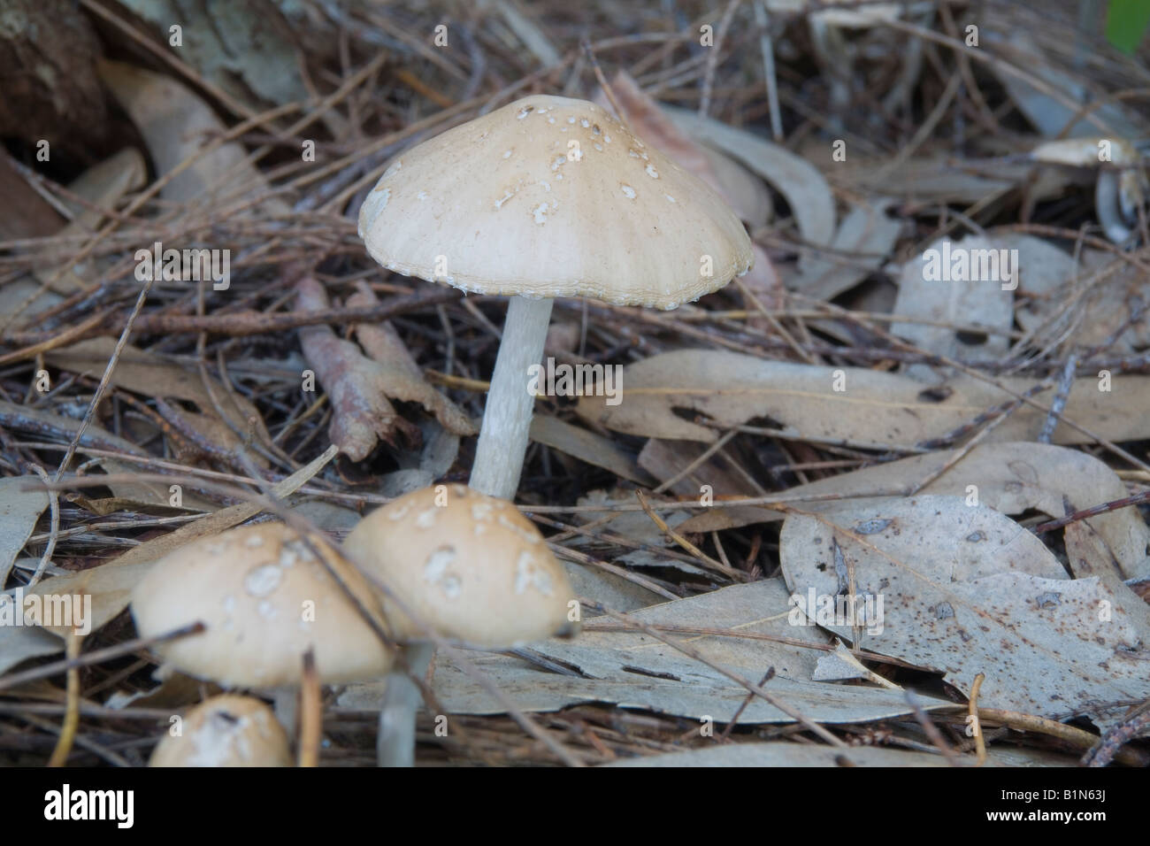 Coprinoid mushroom growing amongst leaf litter in the Aussie bush Stock ...