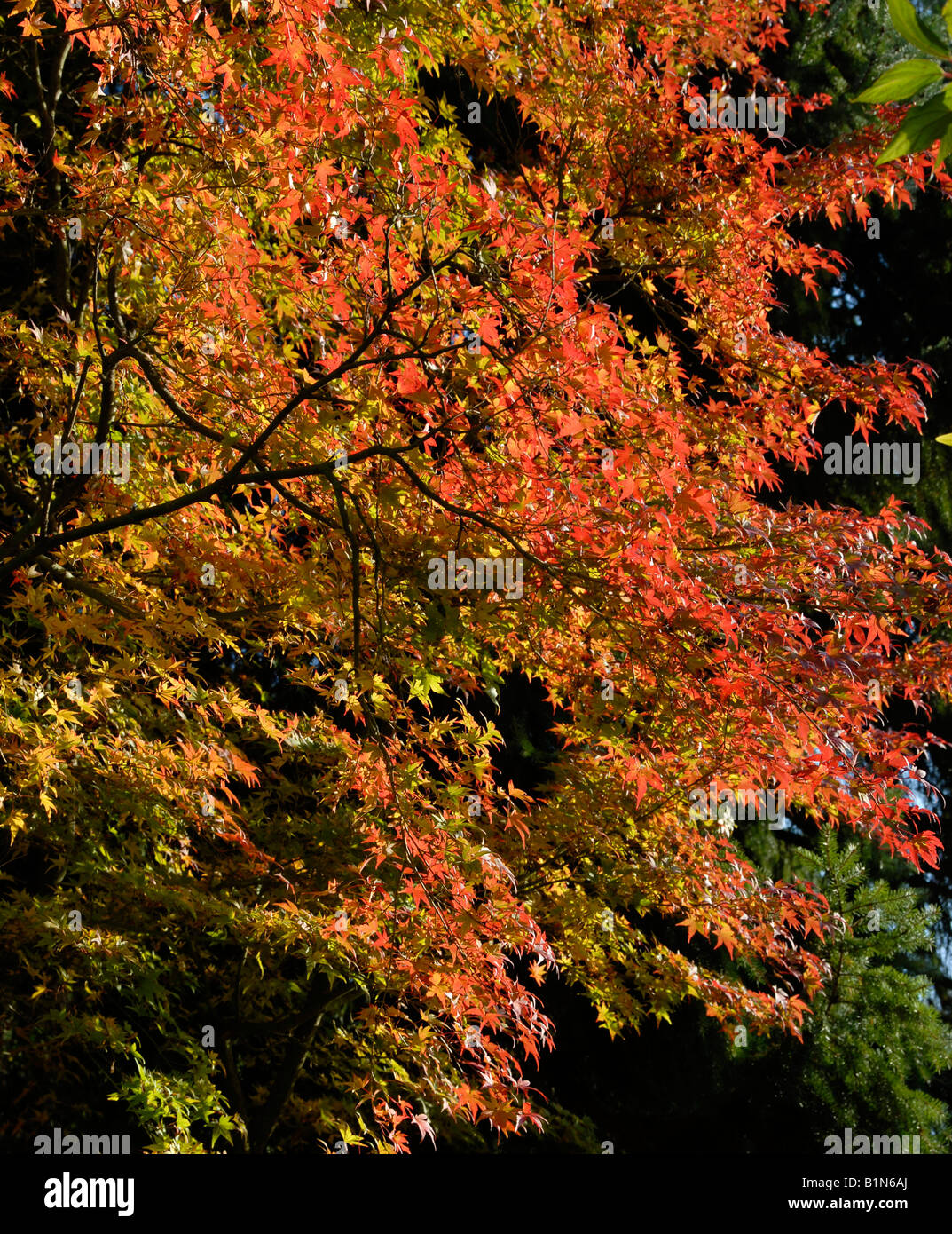 A colorful maple tree (acer palmatum) in a garden in autumn Stock Photo ...