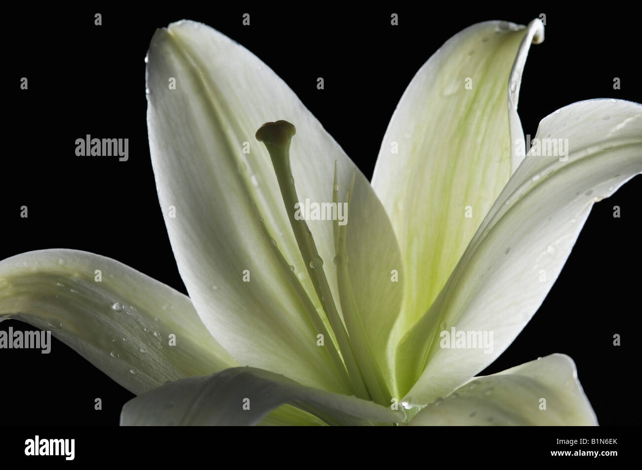 Close-up of a white lily Stock Photo - Alamy