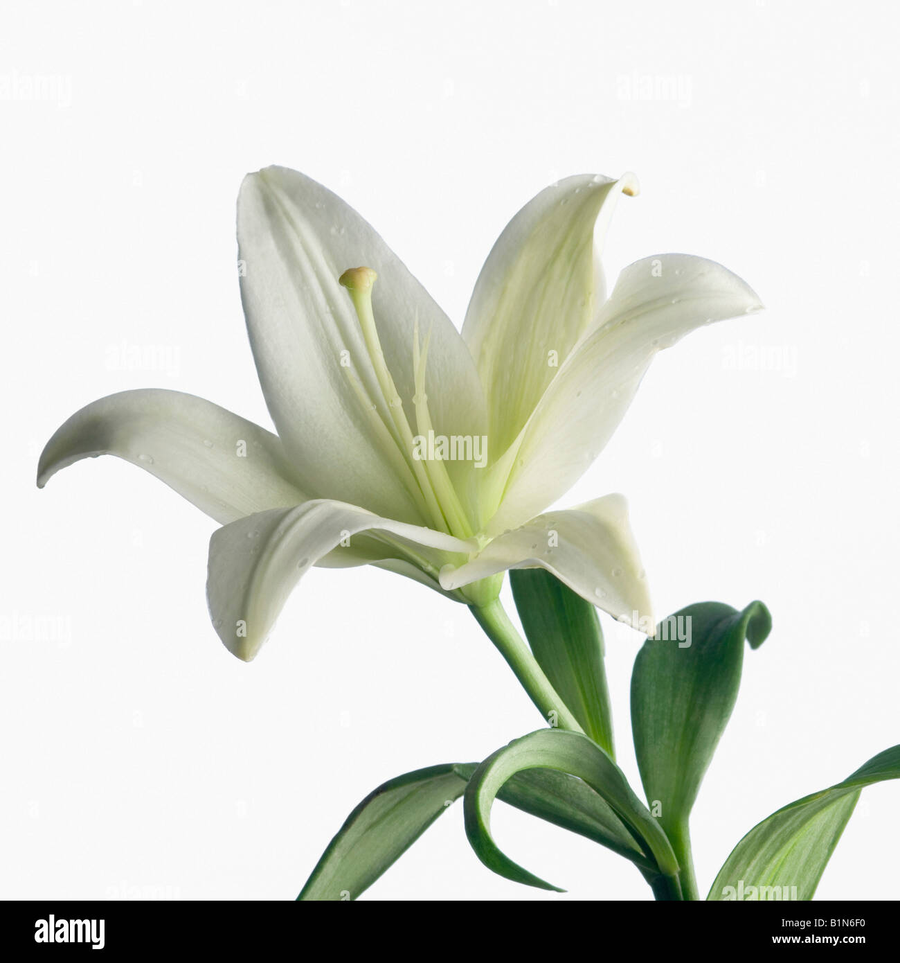 Close-up of a white lily Stock Photo - Alamy