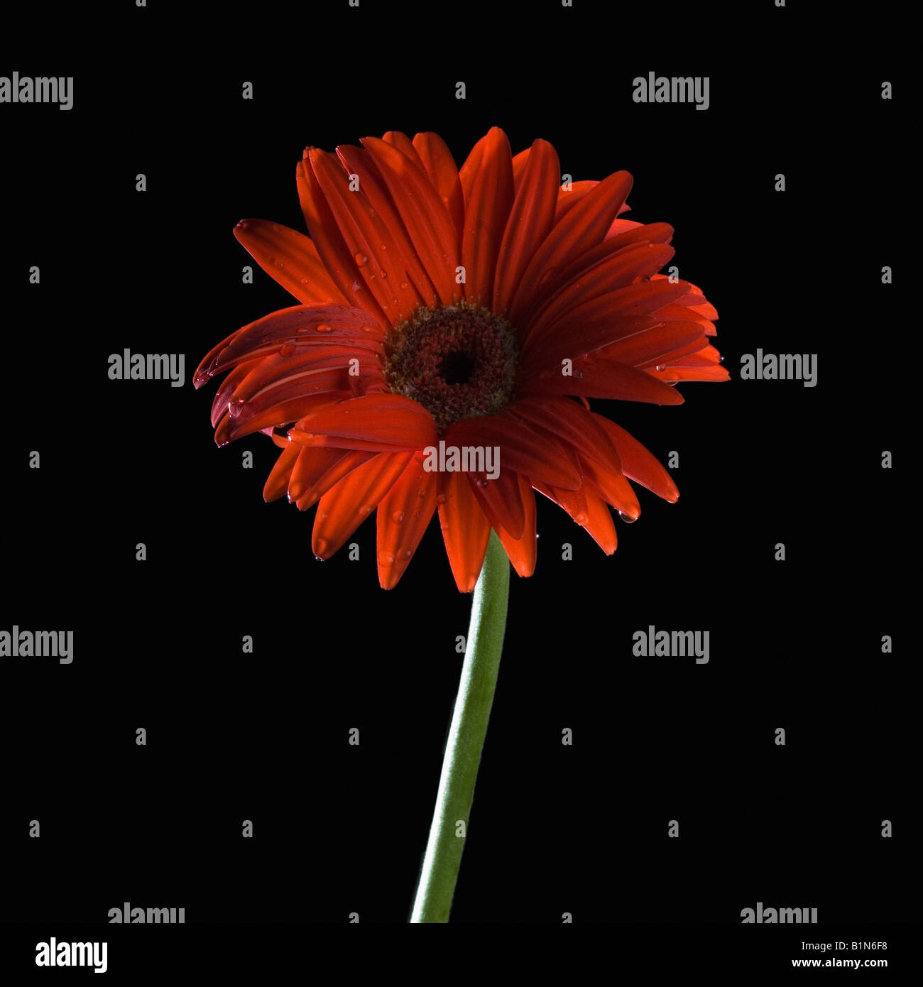Close-up of a red daisy Stock Photo - Alamy
