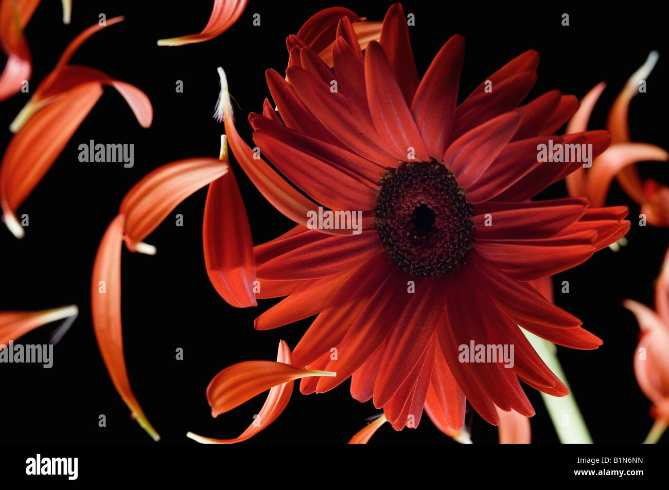 Close-up of a red daisy with petals Stock Photo - Alamy