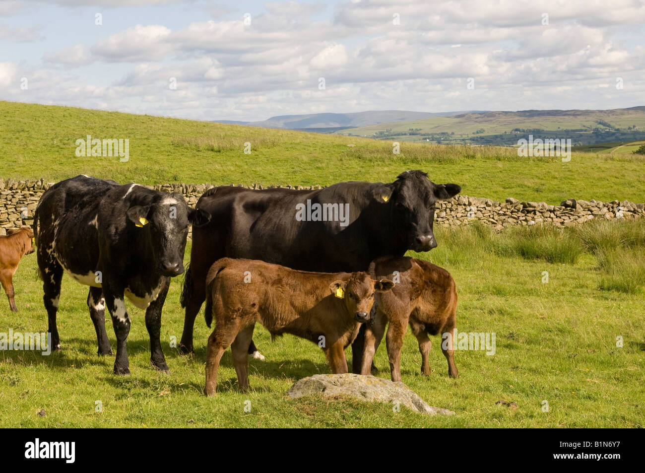 Organic beef cattle on hill farm near Shap Cumbria Stock Photo - Alamy
