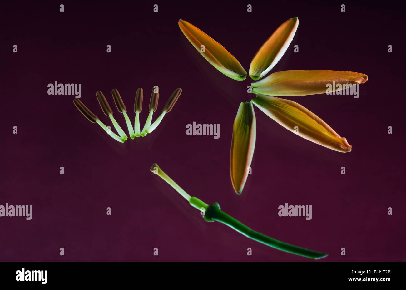 Arranged petals and stamens of a flower Stock Photo - Alamy