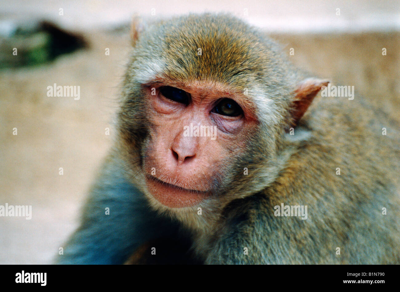 Mount popa monkey hi-res stock photography and images - Alamy