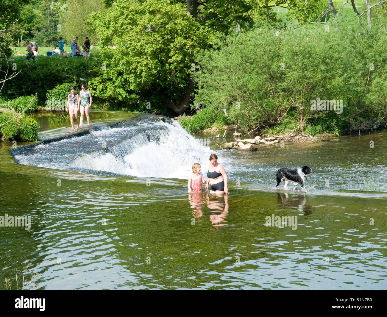 People enjoying a sunny day in the River Avon at Claverton Weir, Bath ...