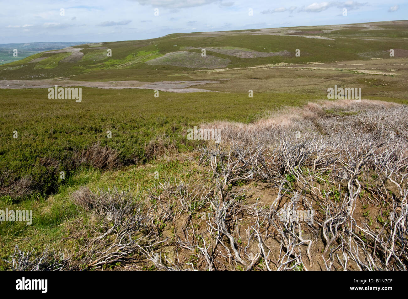 Heather on grouse moor in Swaledale showing stripes caused by burning ...