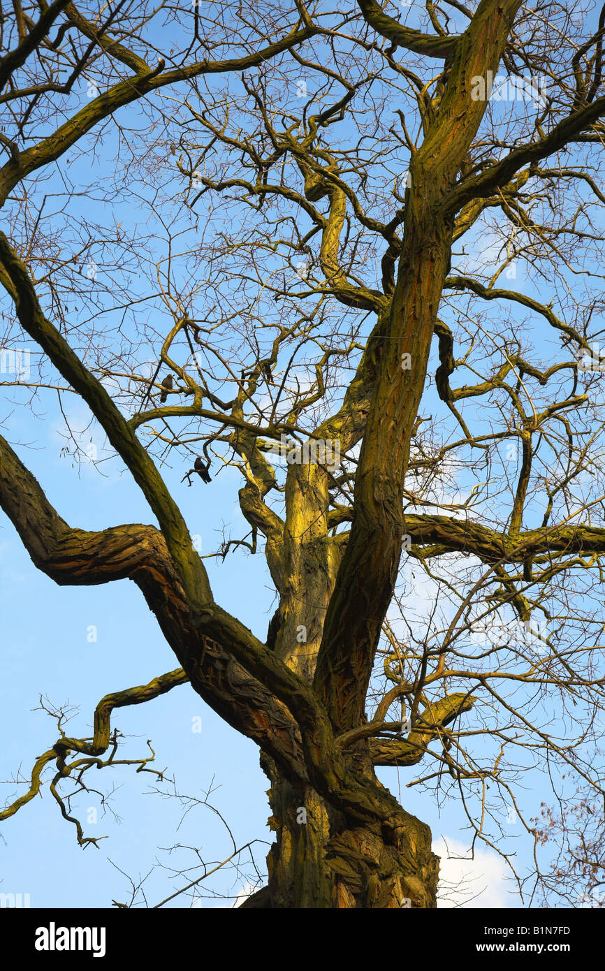 The big spring tree without leaves with blossom and kidneys on a ...