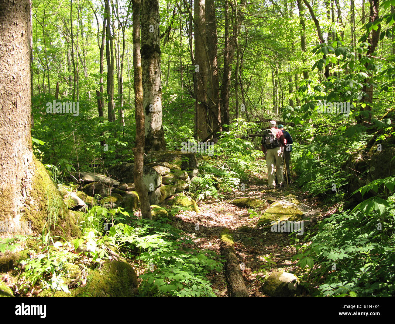 Off trail hiking in the Great Smoky Mountains National Park Stock Photo ...