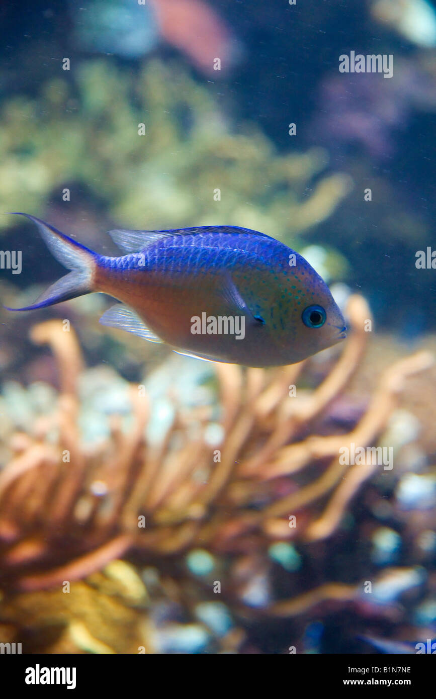 Singapore South East Asia Under Water World Tropical Fish Swimming ...