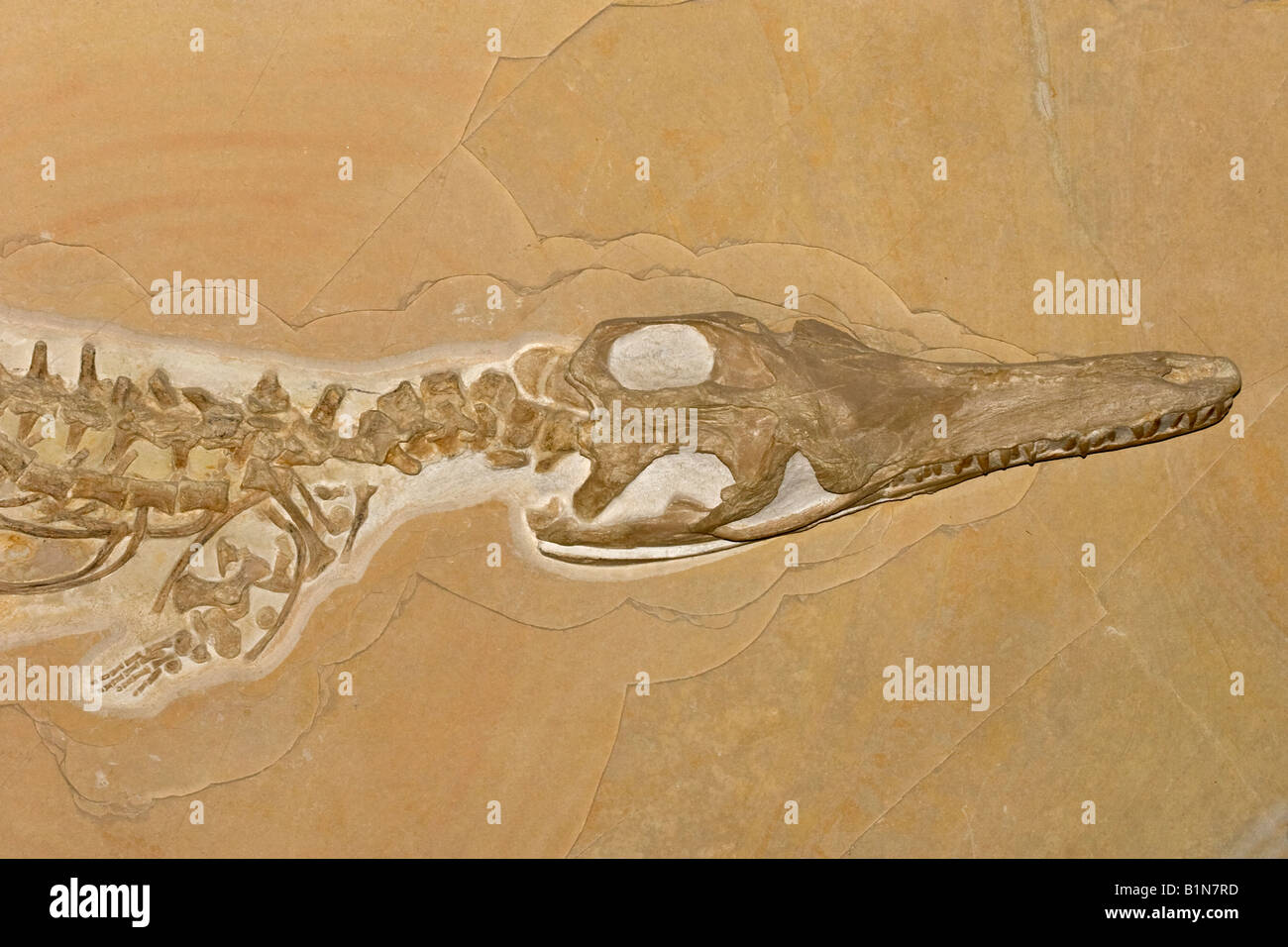 Early Mosasauroid, Tethysaurus nopscai, Late Cretaceous, Morocco, 69 ...