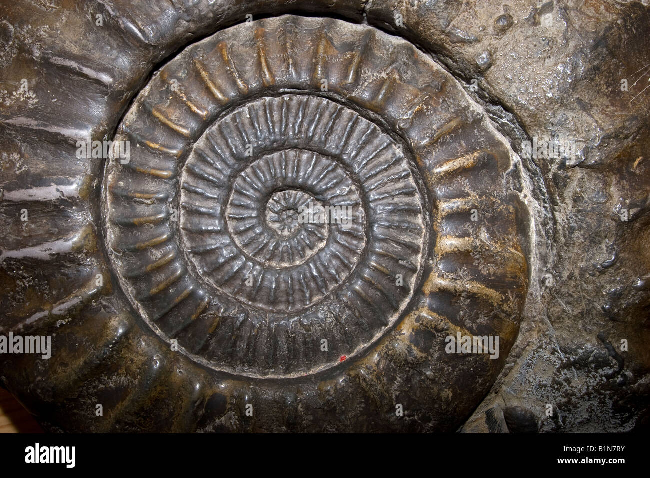 Fossil ammonite hi-res stock photography and images - Alamy