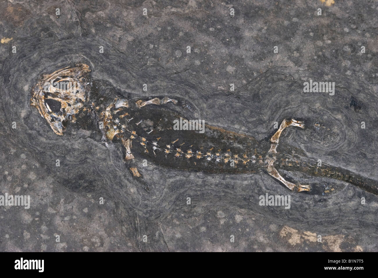 Prehistoric amphibian, Branchiosaurus humbergensis, Permian, Germany ...