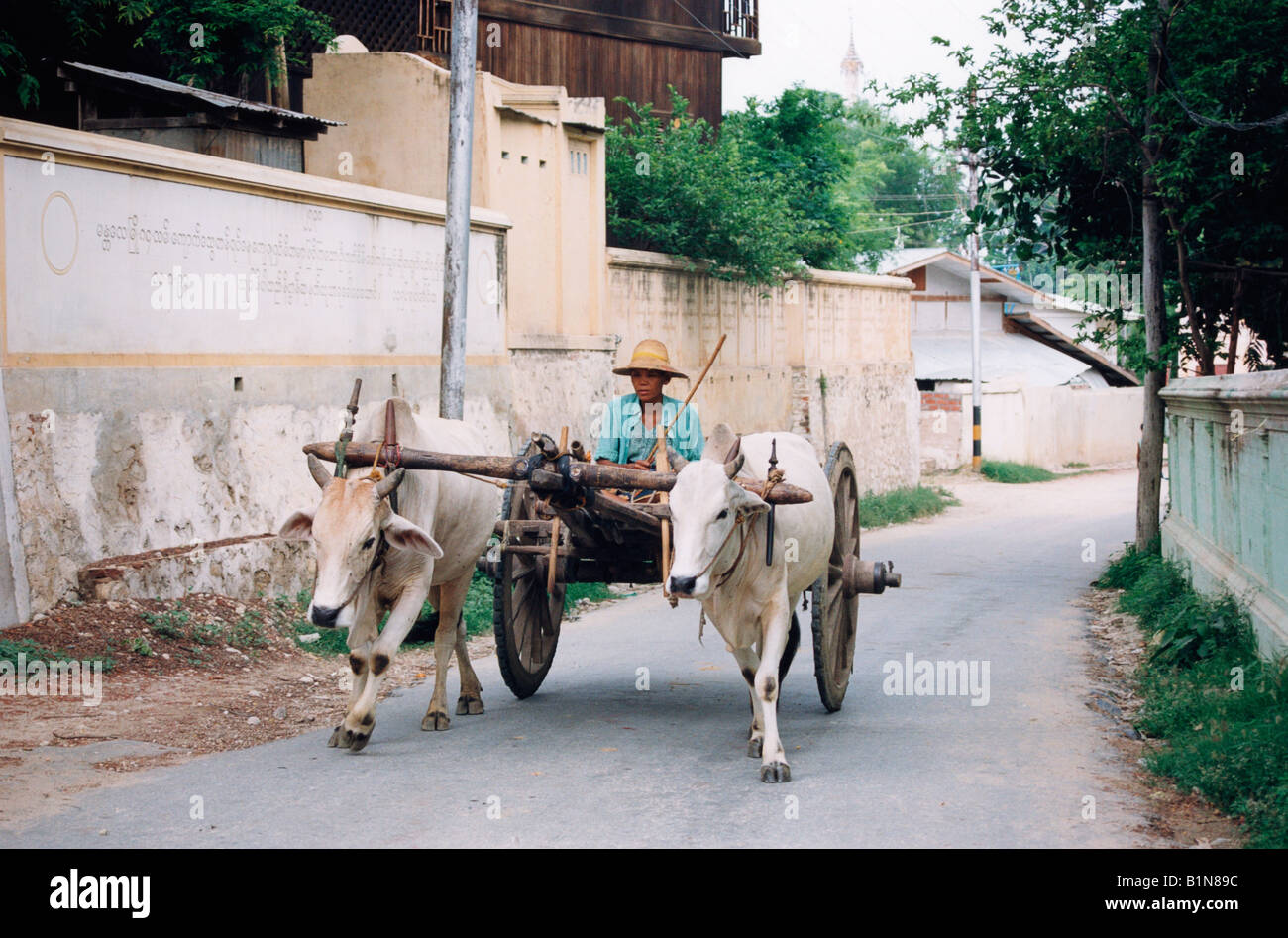Myanmar Burma Sagaing Man Driving A Bull Cart Stock Photo - Alamy
