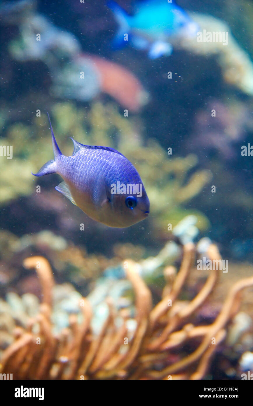 Singapore South East Asia Under Water World Tropical Fish Swimming ...
