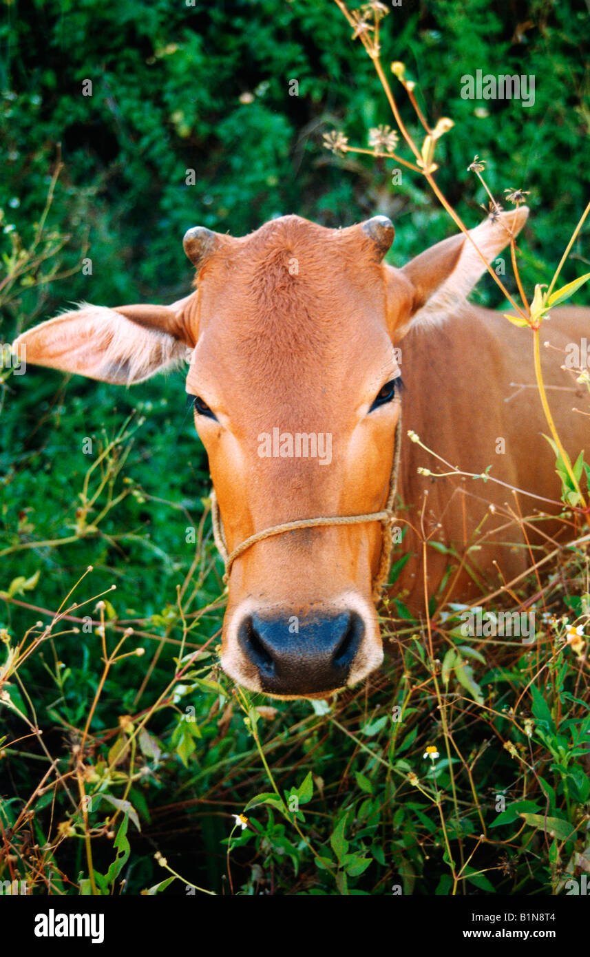 Cow Portrait Vietnam Vinh Moc Stock Photo - Alamy