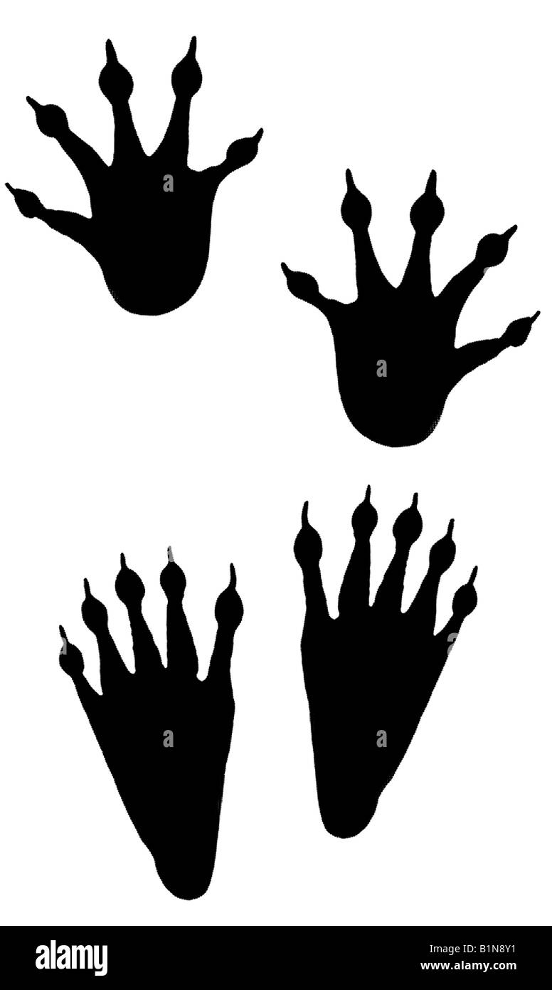 Racoon (Procyon lotor), footprints, drawing Stock Photo - Alamy