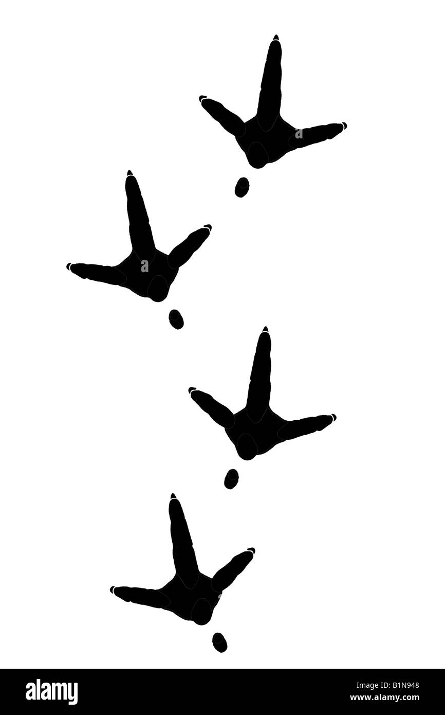 Stork footprints Cut Out Stock Images & Pictures - Alamy