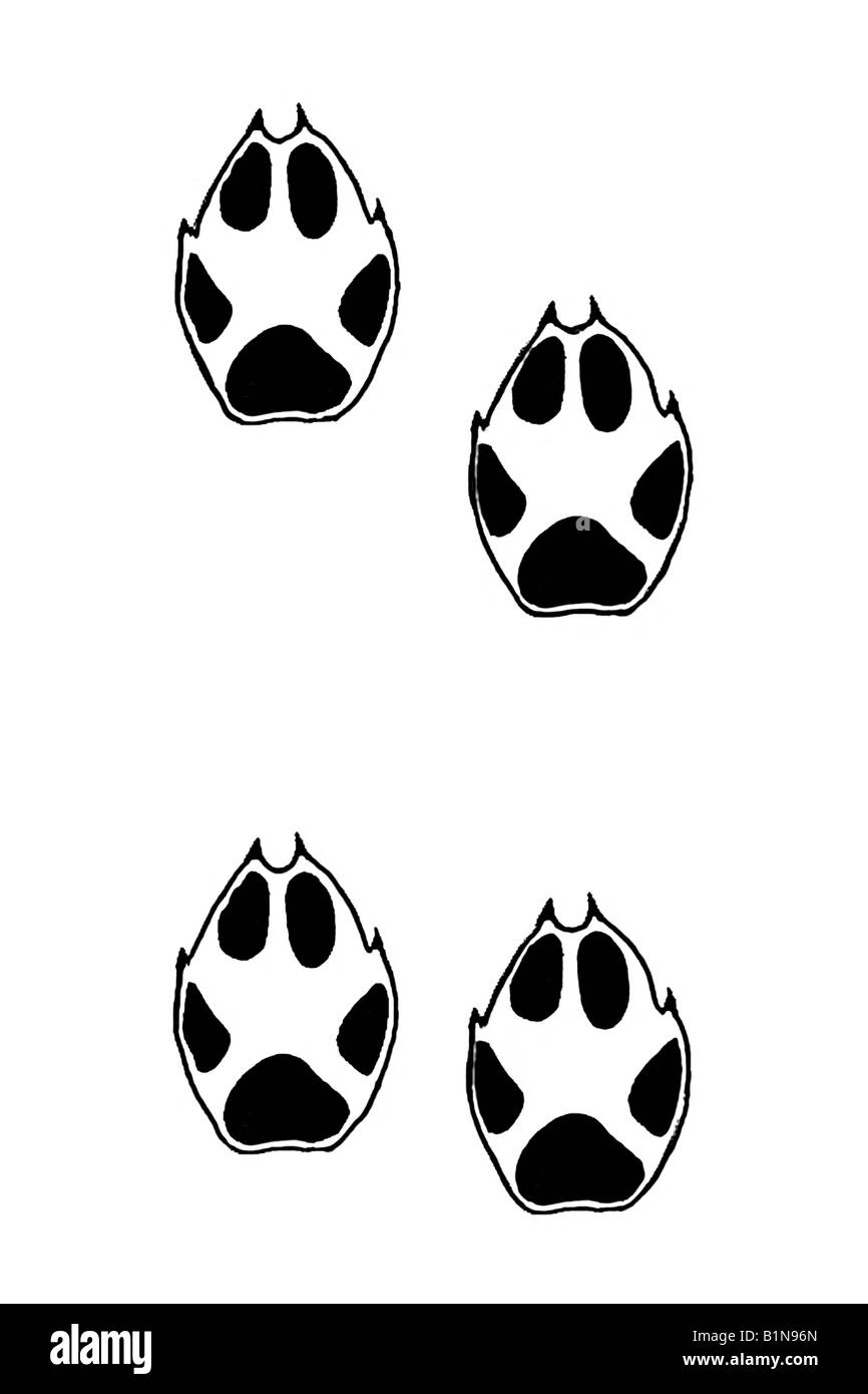 Red fox vulpes vulpes footprints Black and White Stock Photos & Images ...