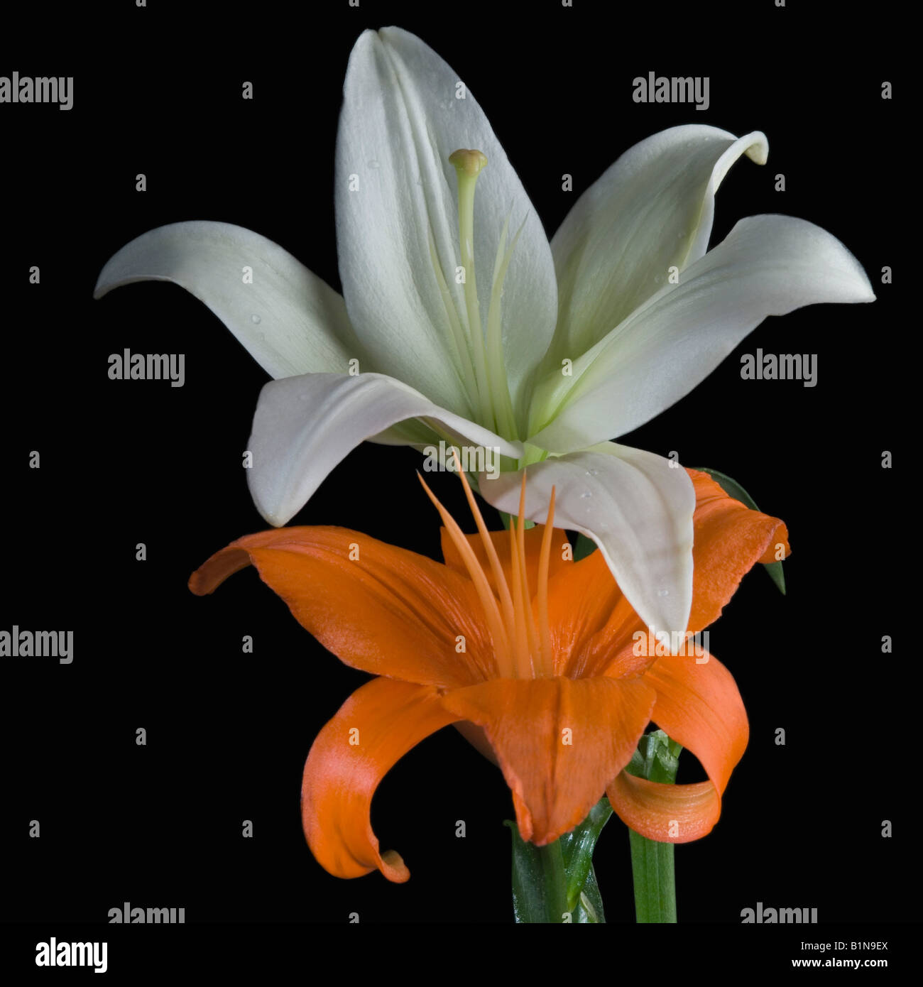 Close-up of a white lily Stock Photo - Alamy