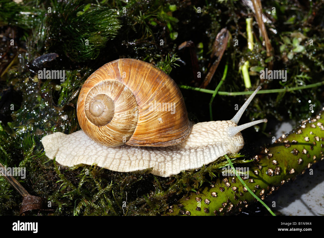 Roman Snail, Escargot, Edible Snail, Burgundy Snail, Grapevine Snail ...