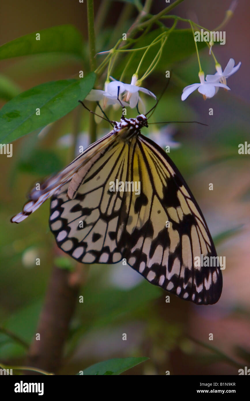 Singapore South East Asia Zoo Butterfly Stock Photo - Alamy