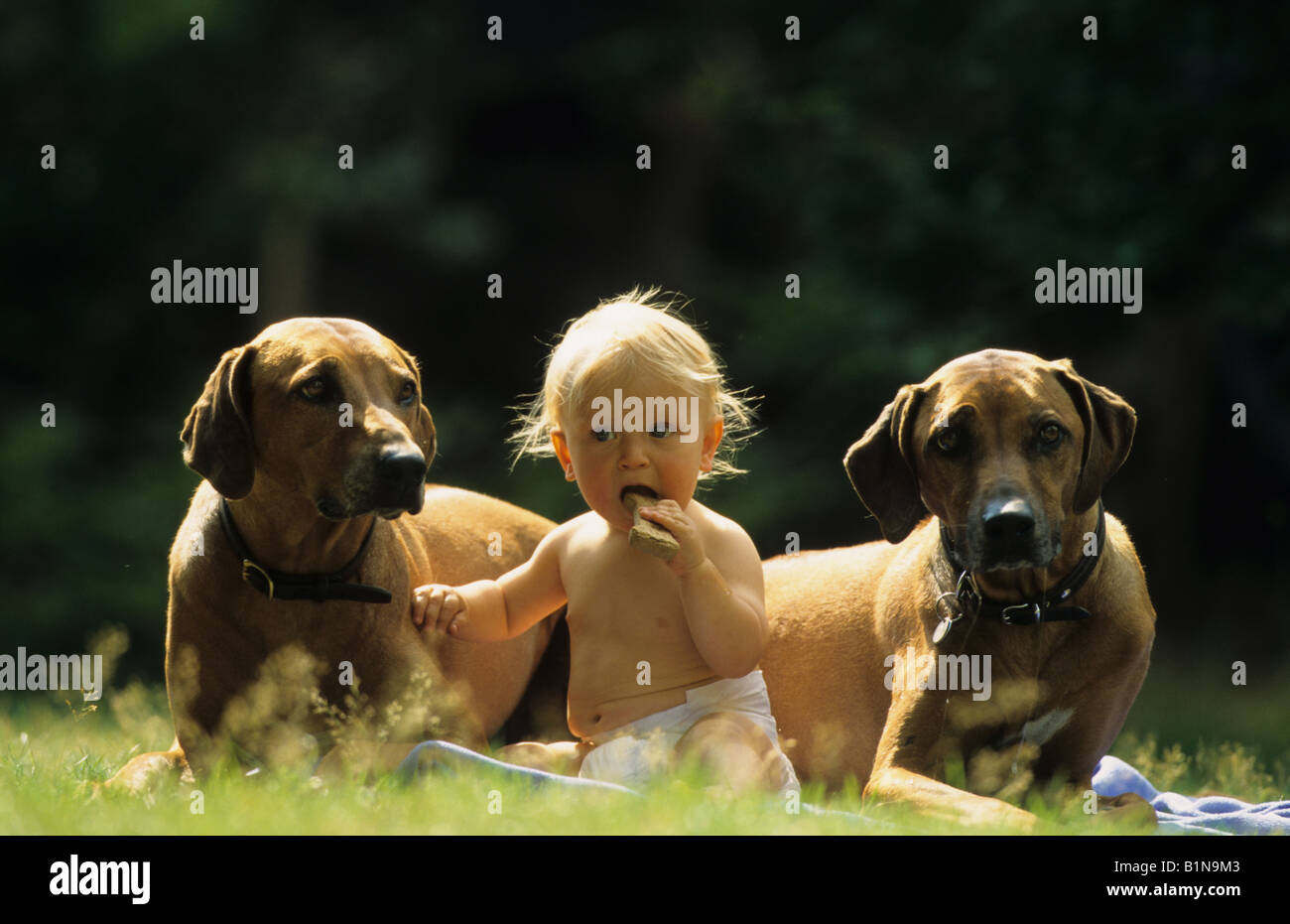 Rhodesian Ridgeback (Canis lupus familiaris). Two individuals lying in ...