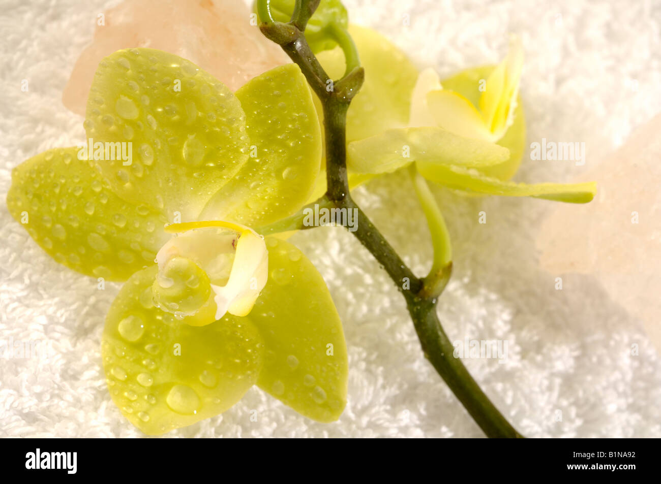Orchid with salt crystal Stock Photo - Alamy