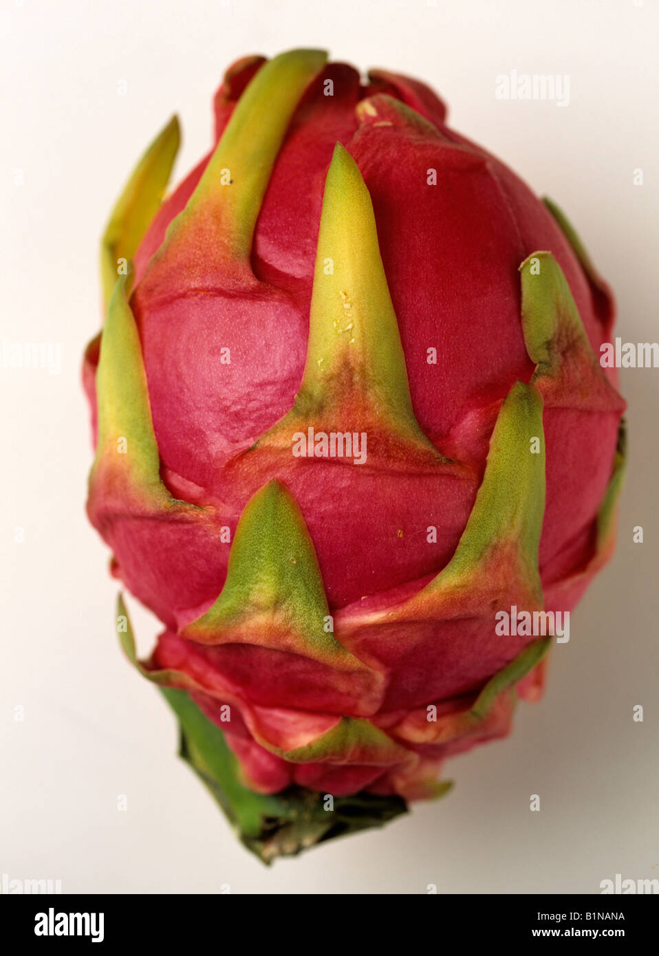 Cactus triangularis hi-res stock photography and images - Alamy