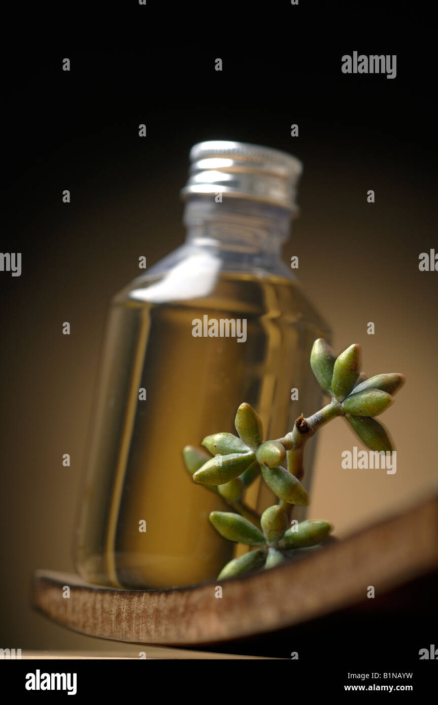 Glasswort and Oil Stock Photo - Alamy