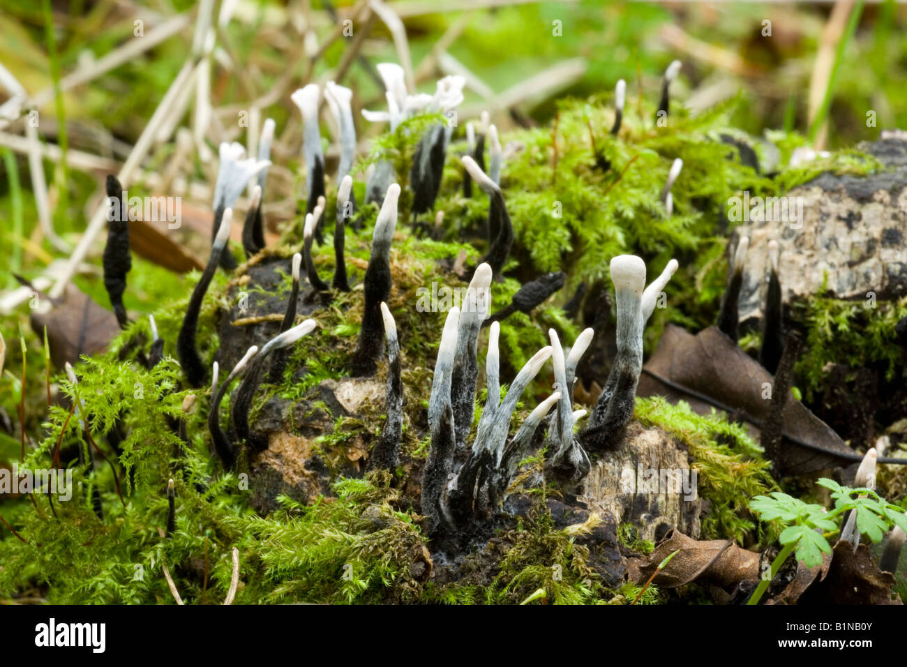 Stags horn fungus on a tree stump Stock Photo - Alamy
