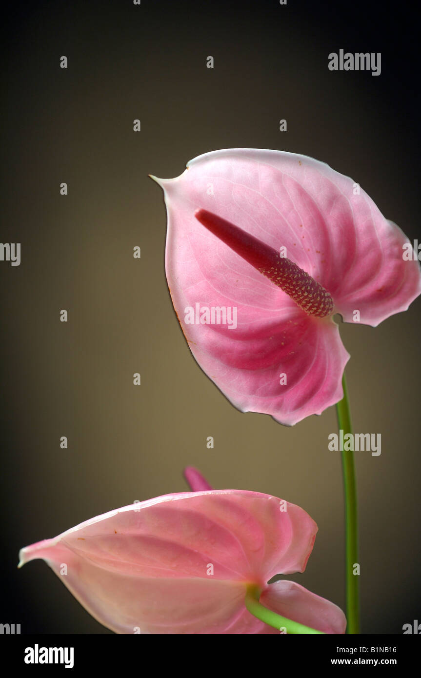Pink flamingo flower blossom Stock Photo - Alamy