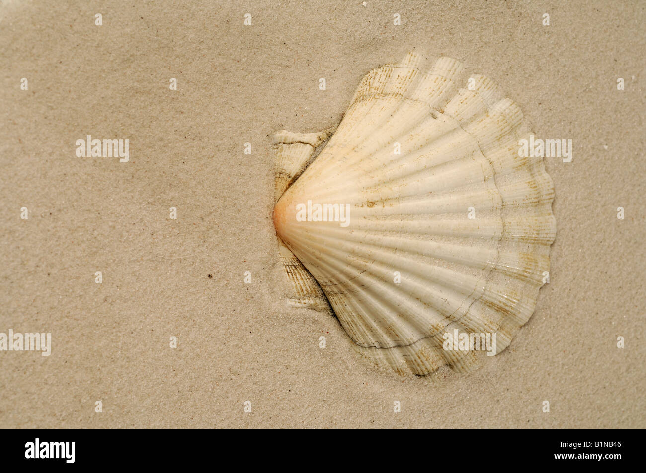 Shell in the sand Stock Photo - Alamy