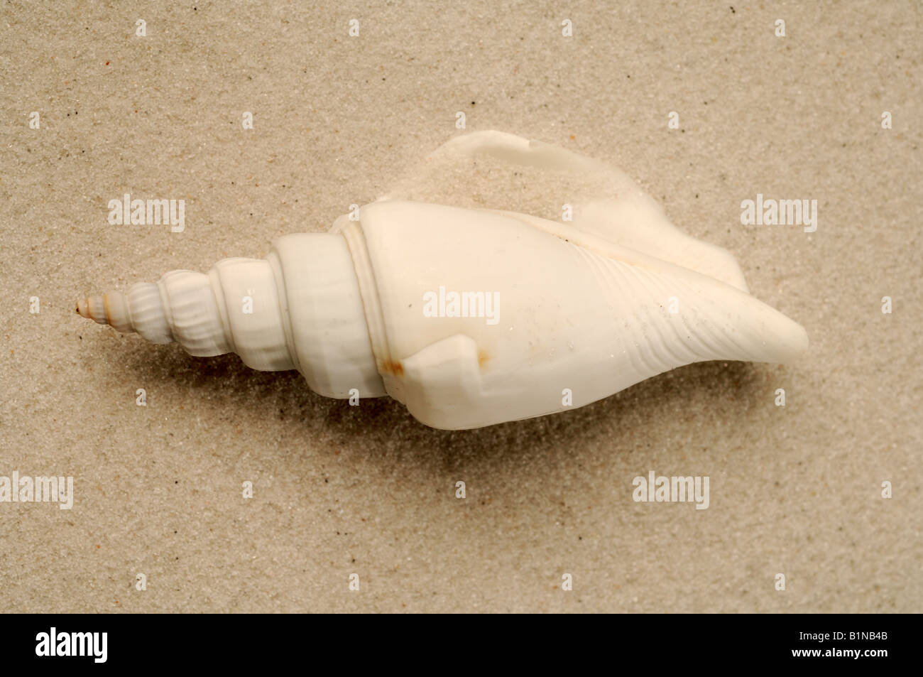 Shell in the sand Stock Photo - Alamy