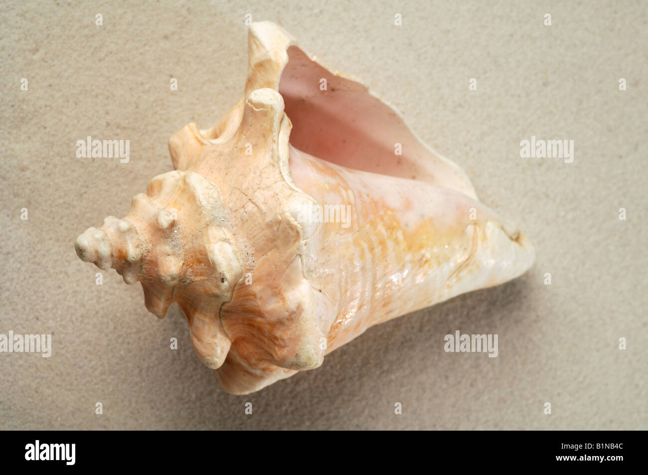 Shell in the sand Stock Photo - Alamy