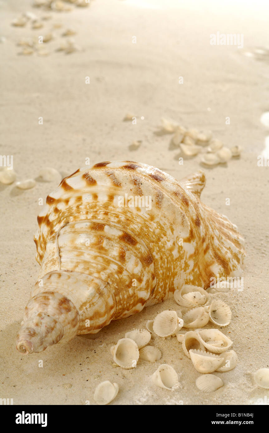 Shell in the sand Stock Photo - Alamy
