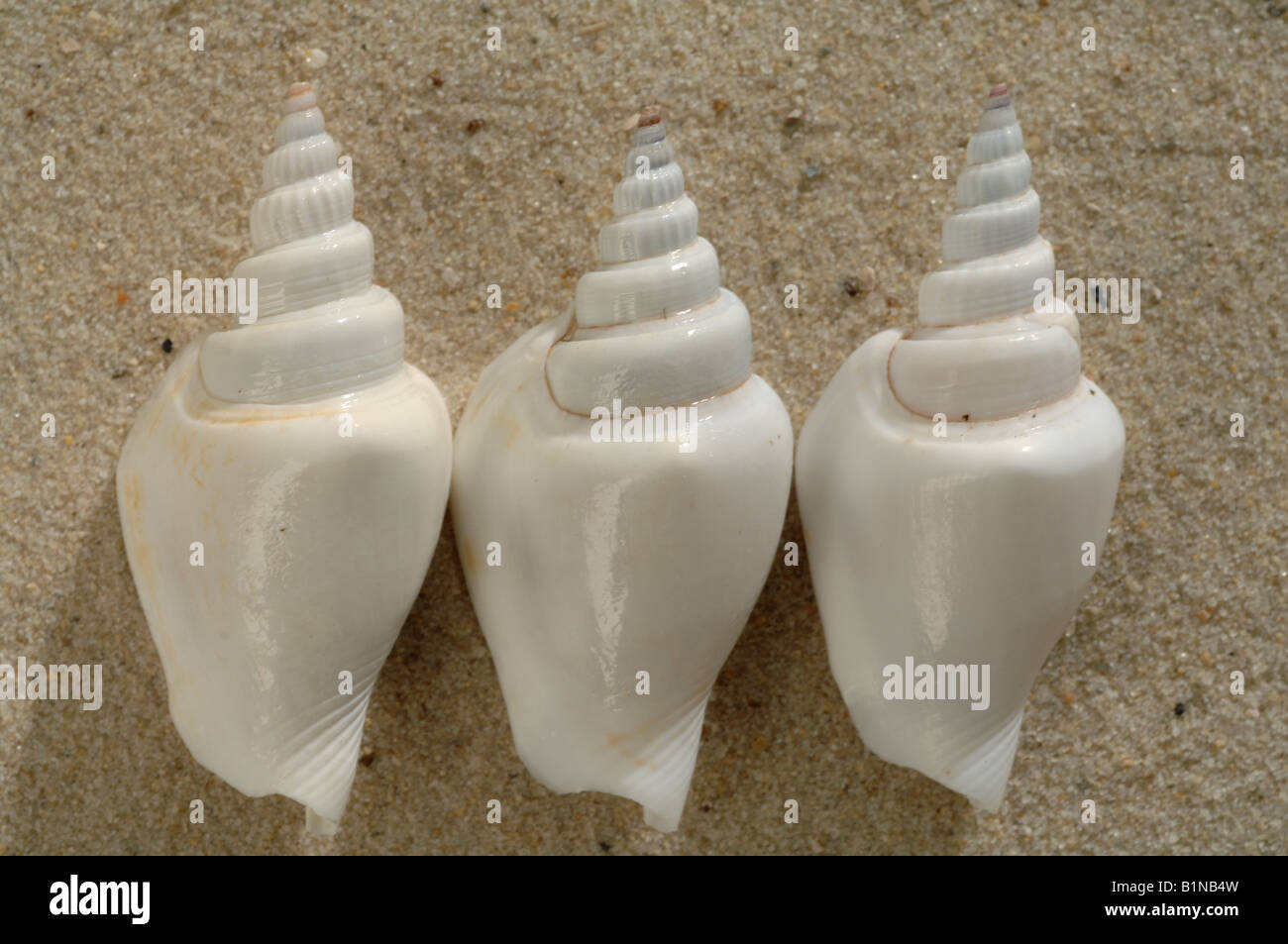 Three snail shells in the sand Stock Photo - Alamy