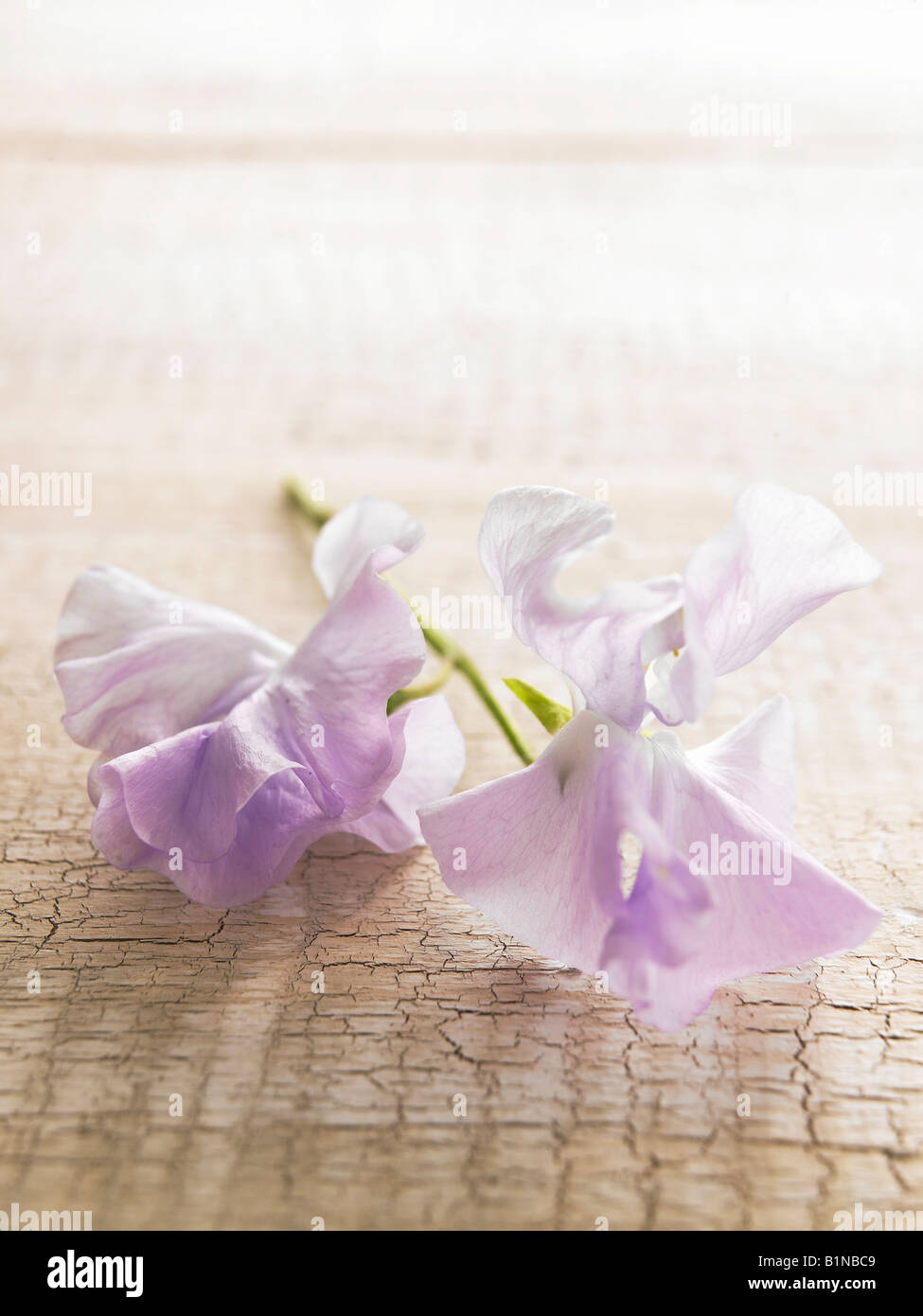 Vetches hi-res stock photography and images - Alamy