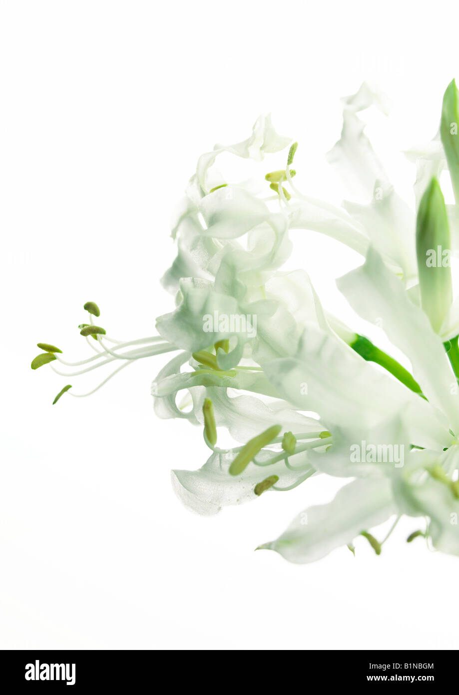 White nerine, cut off Stock Photo - Alamy
