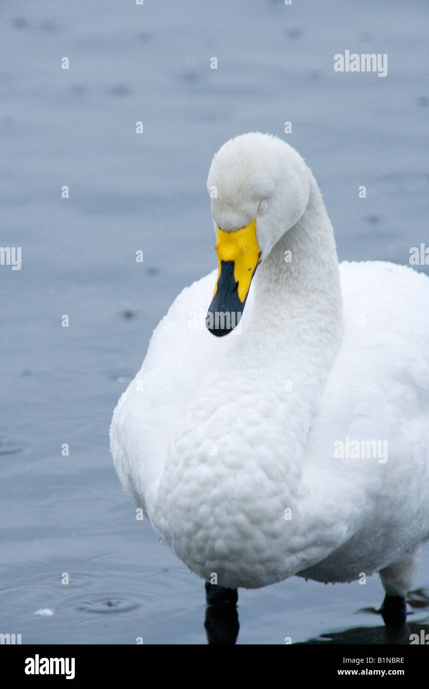 whooper swan asleep in the rain at Martin Mere Stock Photo - Alamy