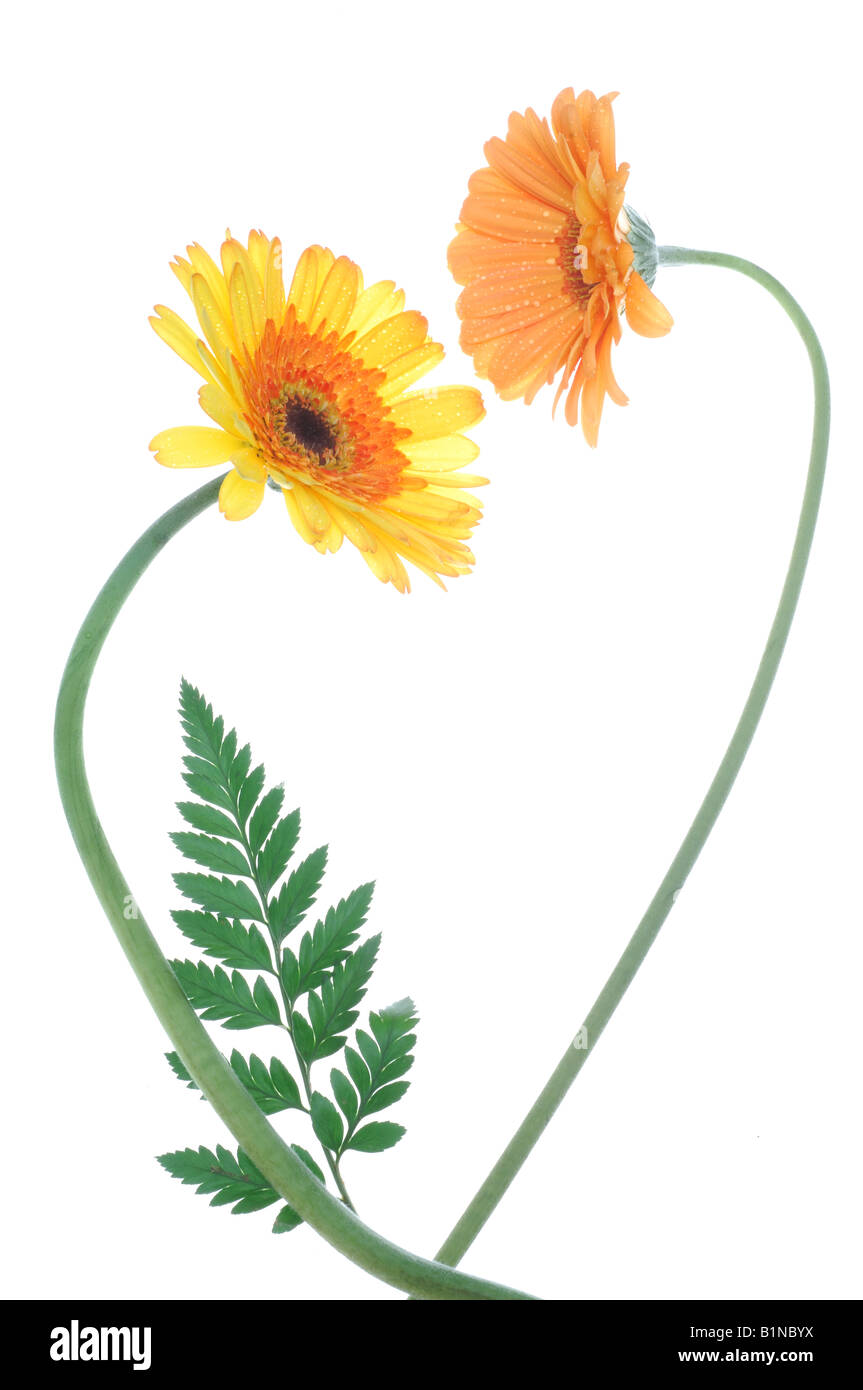 Marigold forming a heart Stock Photo - Alamy