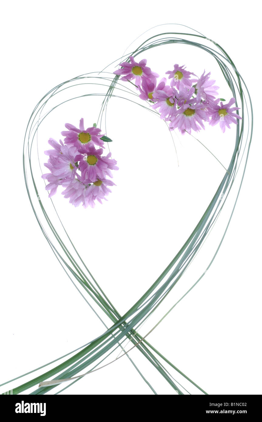 Aster forming a heart Stock Photo - Alamy