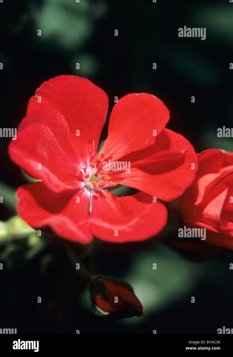 Geranium pelargonium spec hi-res stock photography and images - Alamy