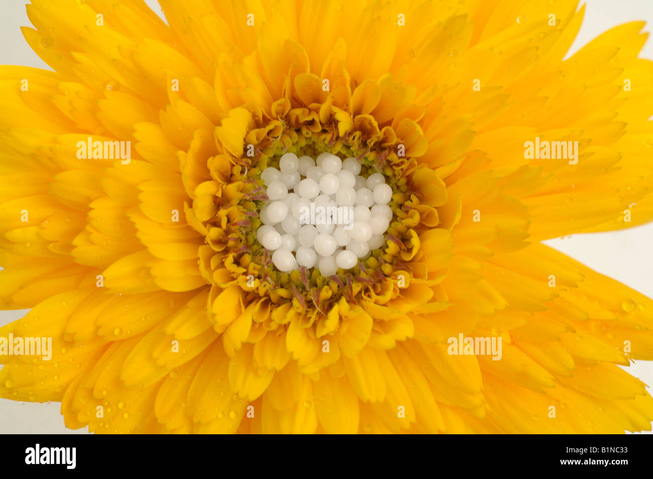Globules in a flower Stock Photo - Alamy