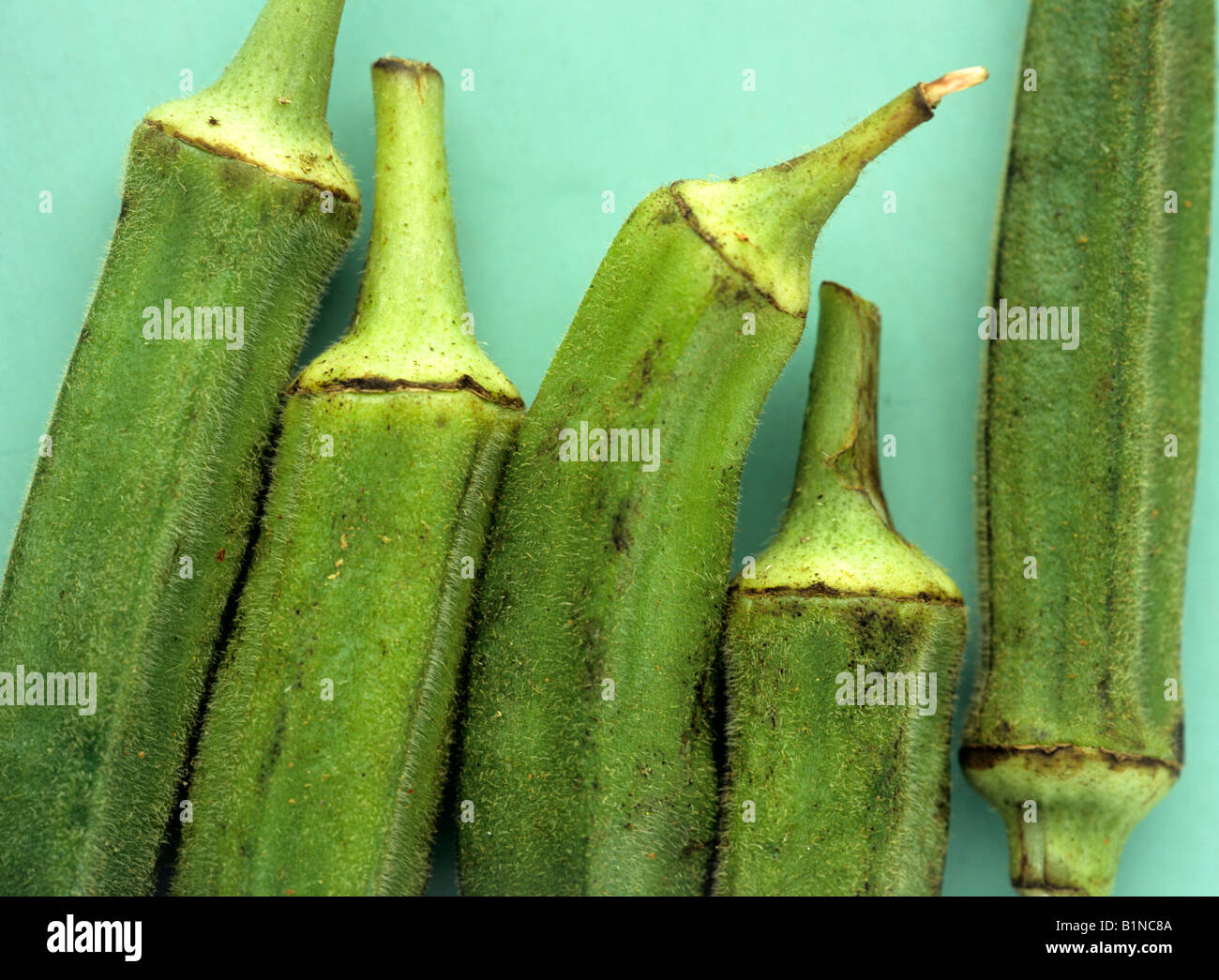 Lady's fingers (Hibiscus esculentus Stock Photo - Alamy