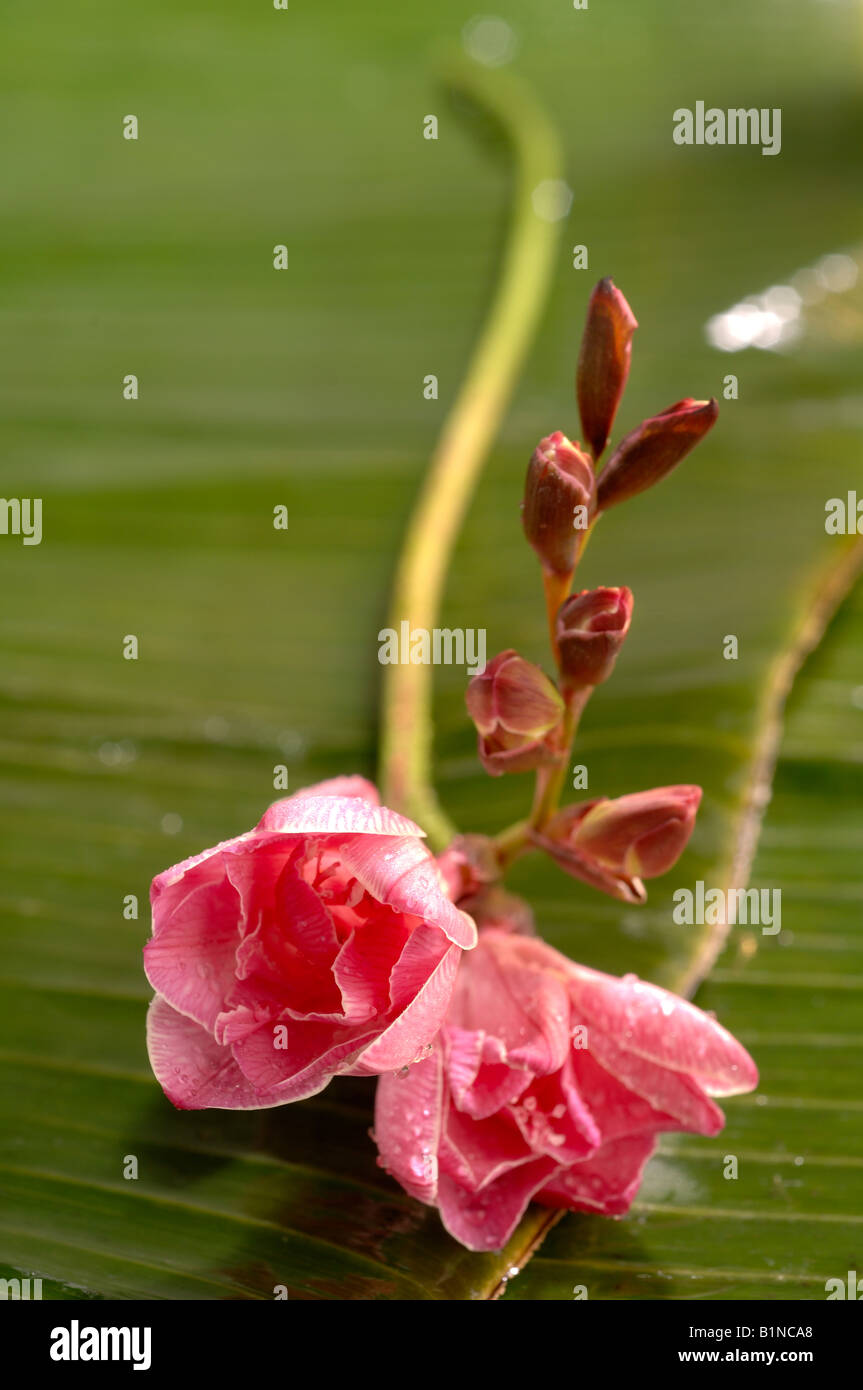 Fresias hi-res stock photography and images - Alamy