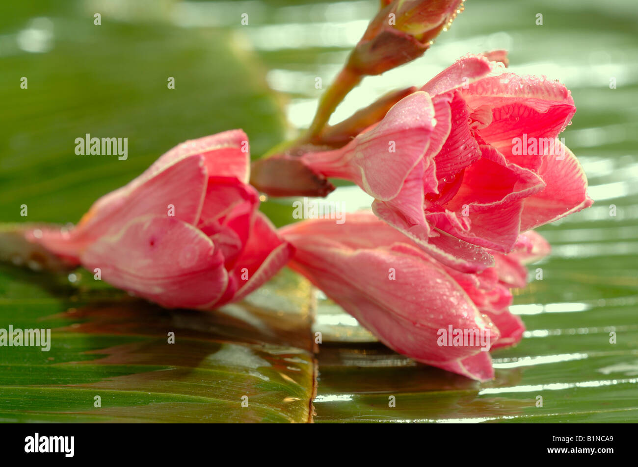 Fresias hi-res stock photography and images - Alamy